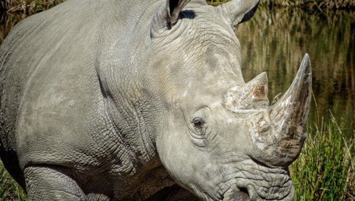 Scientists Warn We Are Approaching The Next Mass Extinction | IFLScience