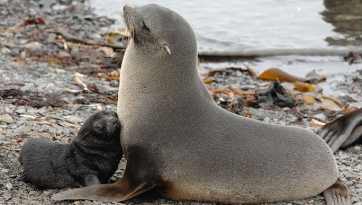 Climate Pressures Favor Seal Moms With Higher Genetic Variation ...