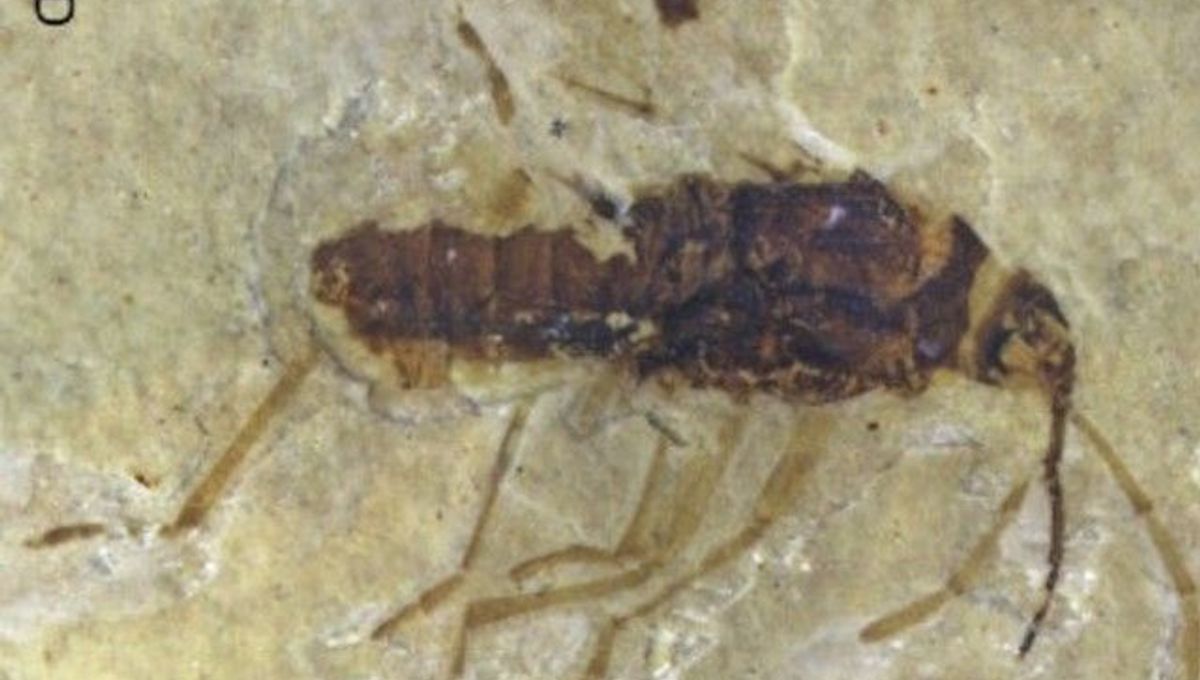 Early Cretaceous Bloodsucking Bugs Found in China | IFLScience