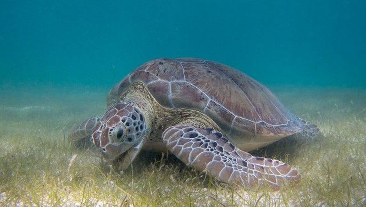 Record Sea Turtle Migration Highlights Need For Expanded Reserves ...