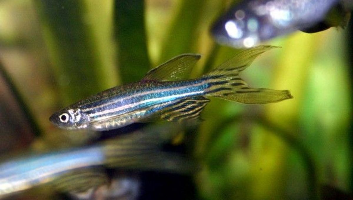 Watch A Zebrafish Brain As It Thinks And Moves | IFLScience