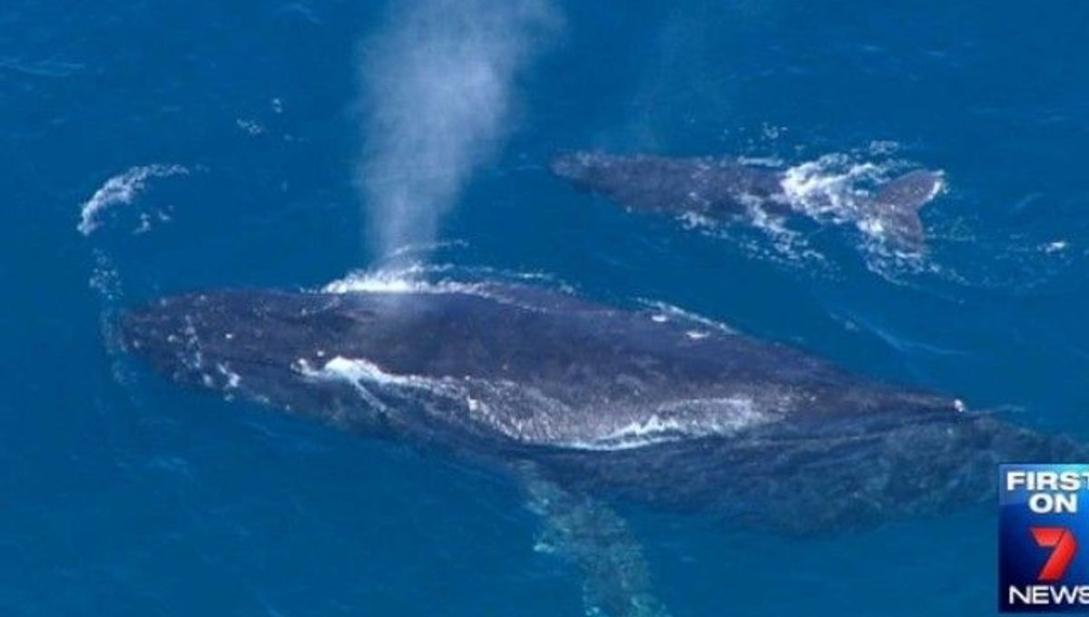 Humpback Whale Birth Observed | IFLScience