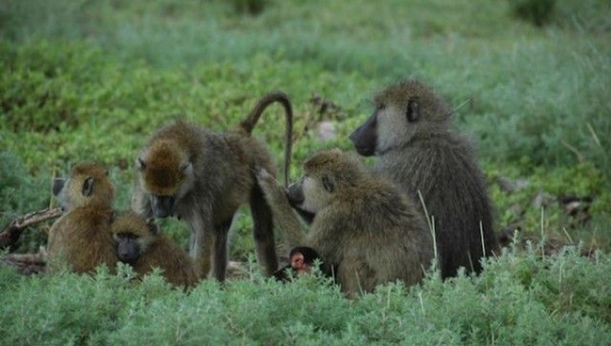 Females Rise in Baboon Ranks With Help From Moms and Sisters | IFLScience