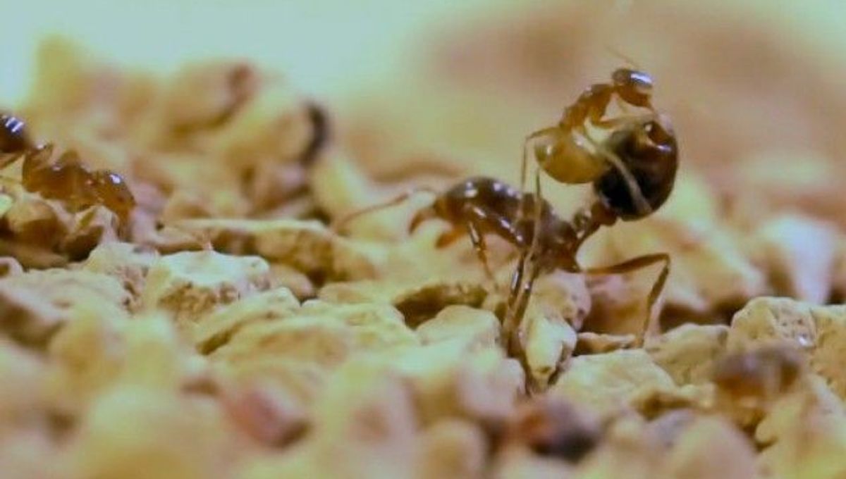 Ant Battle Creates Chemicals Previously Only Seen In Lab | IFLScience