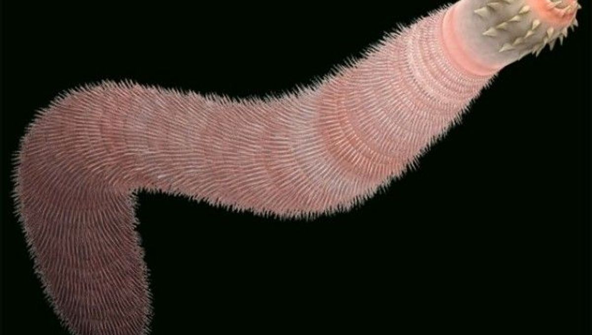 How Worms Changed The Course Of Life On Earth | IFLScience