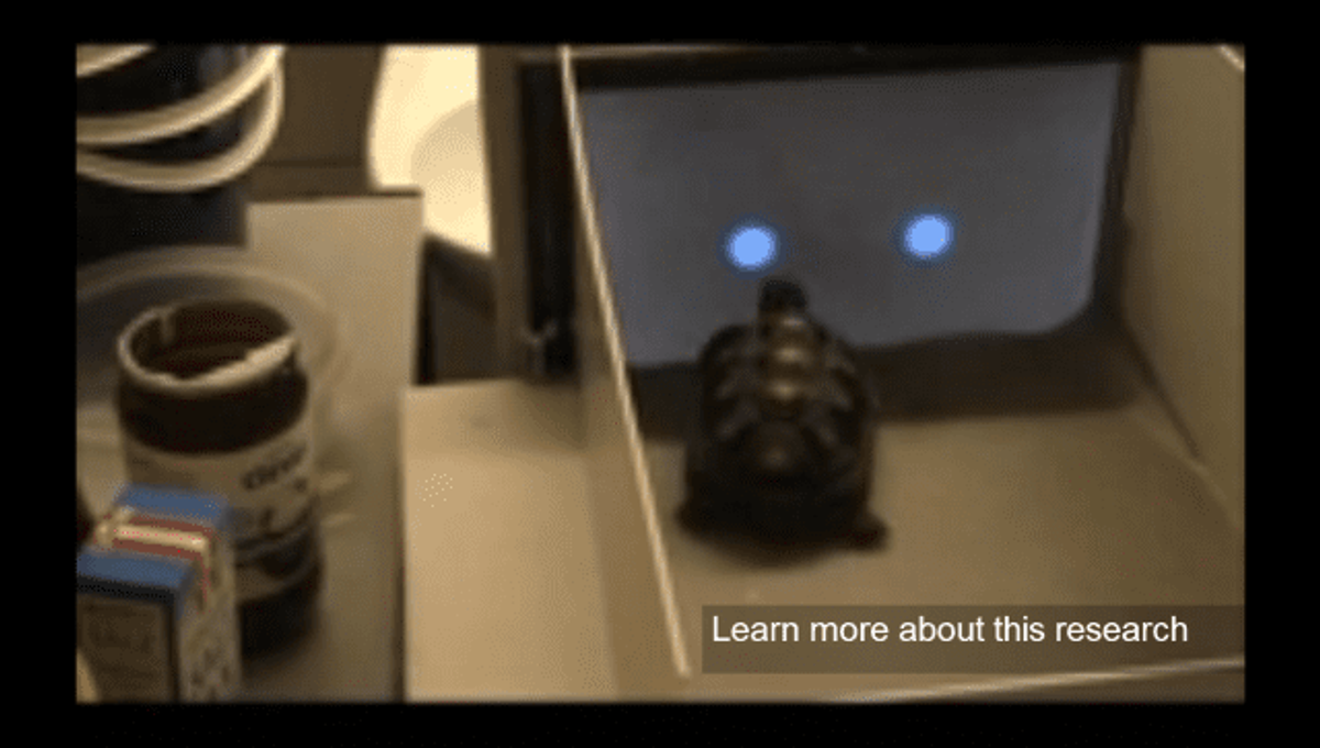 Tortoises Racing to Use Touchscreens | IFLScience