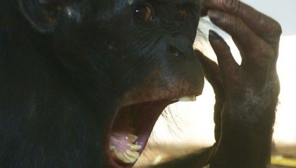Is Yawning as Contagious in Bonobos as it is in Humans? | IFLScience