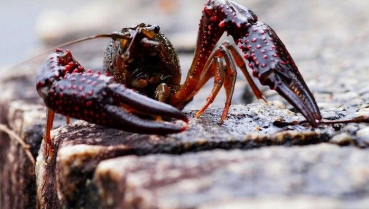 Crayfish Grow New Brain Cells From Blood Cells | IFLScience