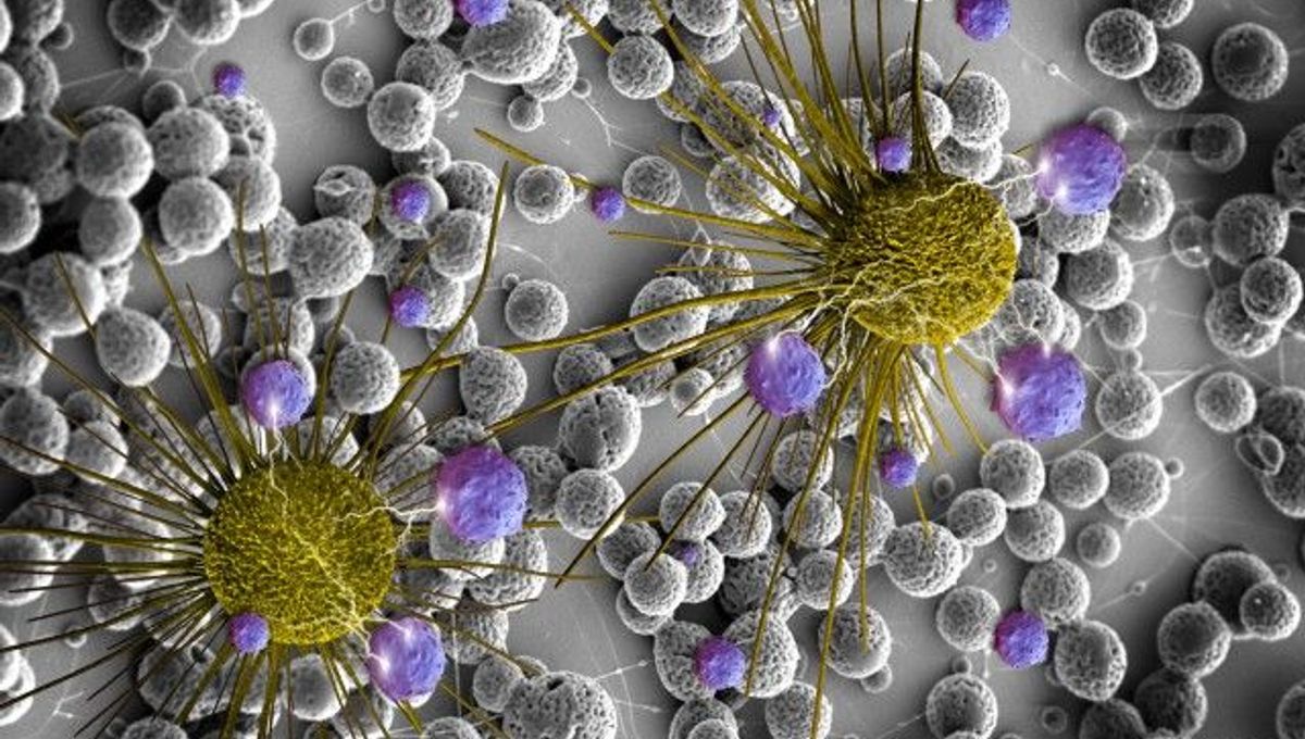 Injecting Bacteria Can Shrink Tumors | IFLScience