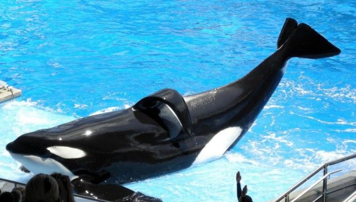 Seaworld To Build Better Orca Enclosures After Blackfish Documentary ...