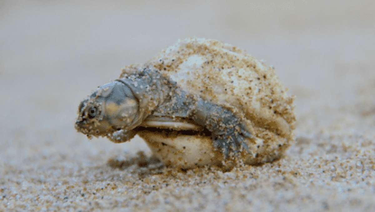 Amazonian Turtle Mothers "Talk" To Their Offspring | IFLScience