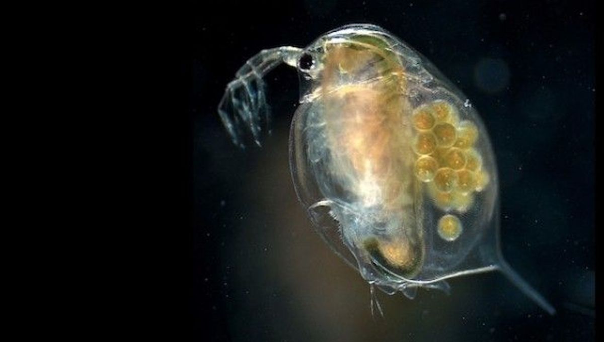 Parasites Prefer Gigantic, Castrated Water Fleas | IFLScience