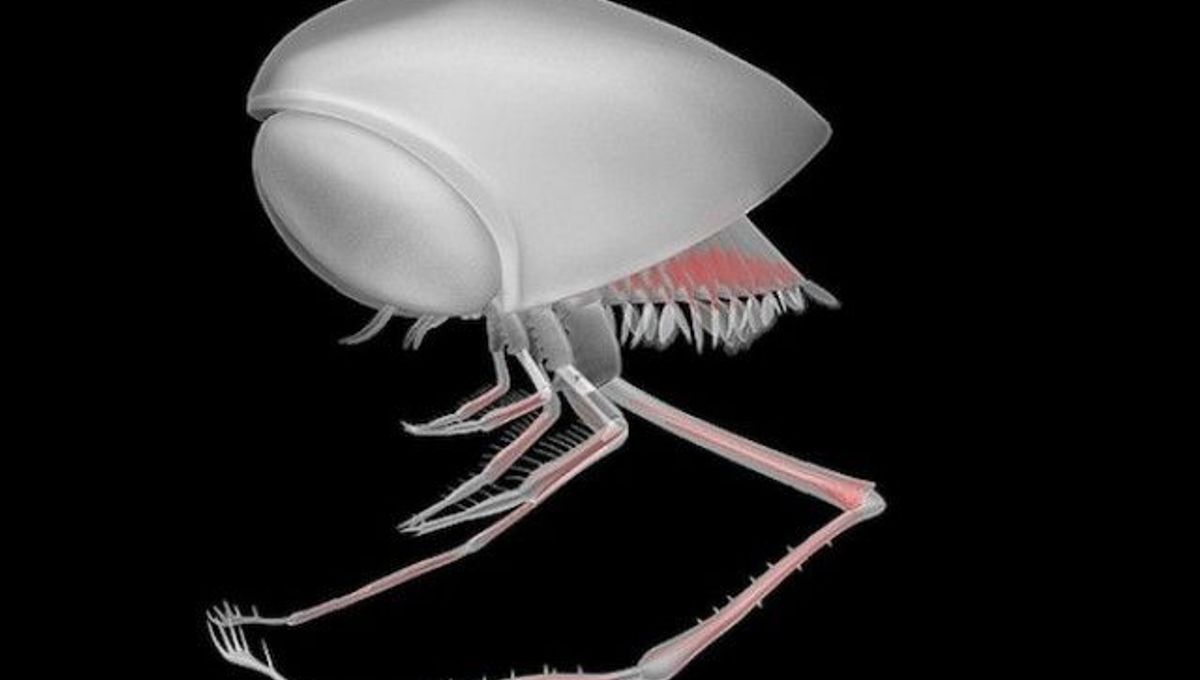 Carnivorous Crustacean was Ancient Relative of this Eyeball with Legs ...