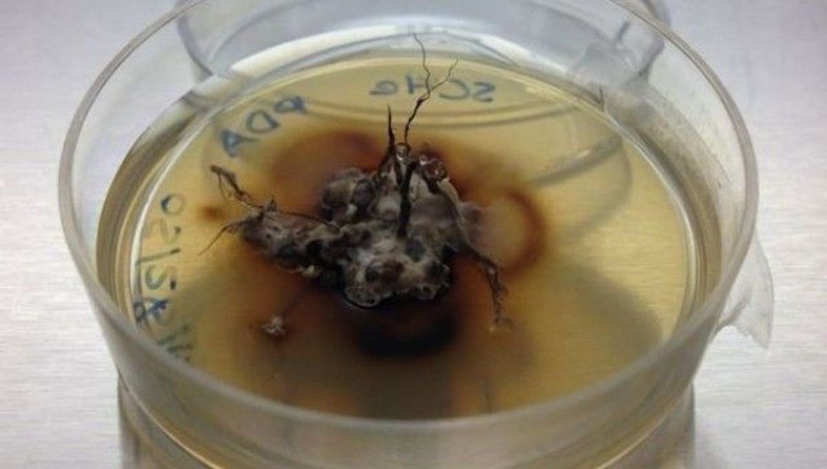 Zombifying Fungus Recognizes the Brain of its Favorite Host | IFLScience