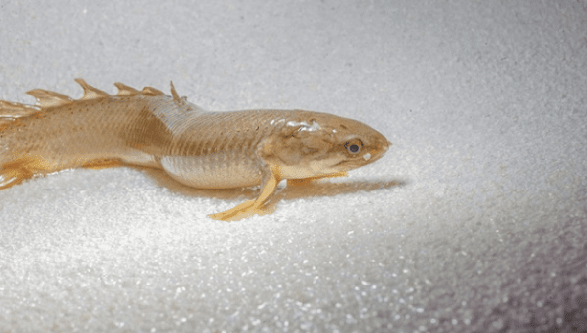Walking Fish Sheds Light On The Evolution Of Vertebrate Limbs | IFLScience