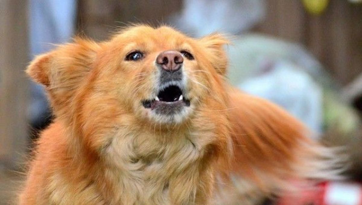 Dogs Decipher Cues From Other Dogs' Barks | IFLScience