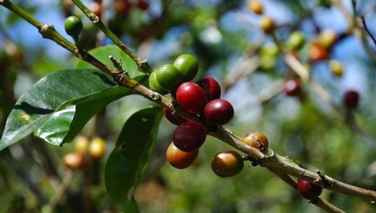 Scientists Have Sequenced the Coffee Genome! | IFLScience