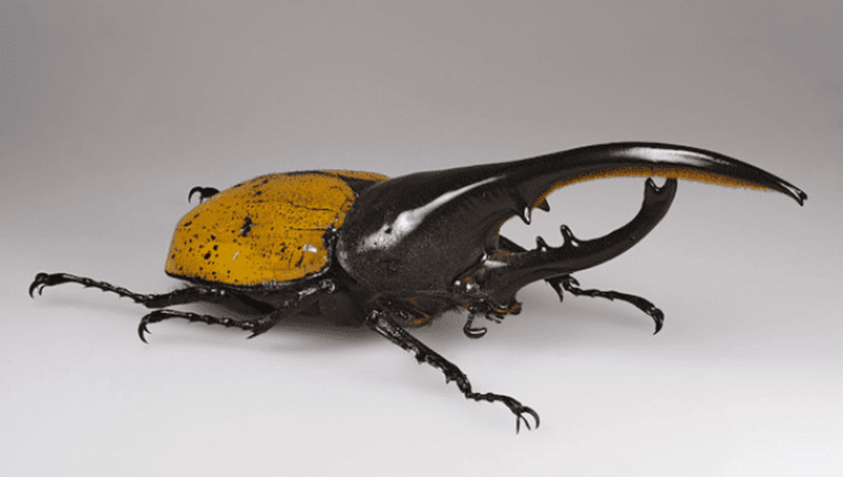 Beetles Brandish the Best Weapons for their Fighting Style | IFLScience