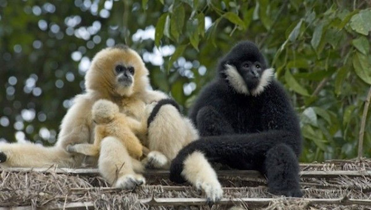 Gibbon Genome Reveals Why They're the Swing Kings | IFLScience