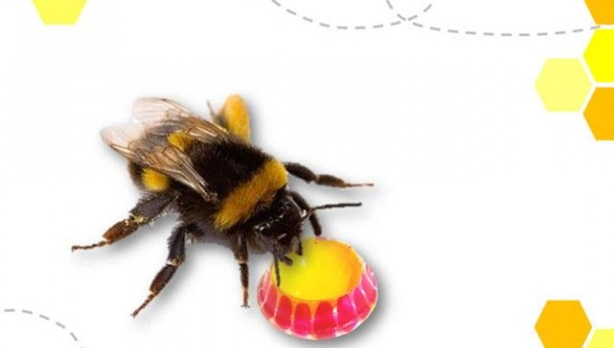Keychain First Aid Kit Might Help Save The Bees | IFLScience