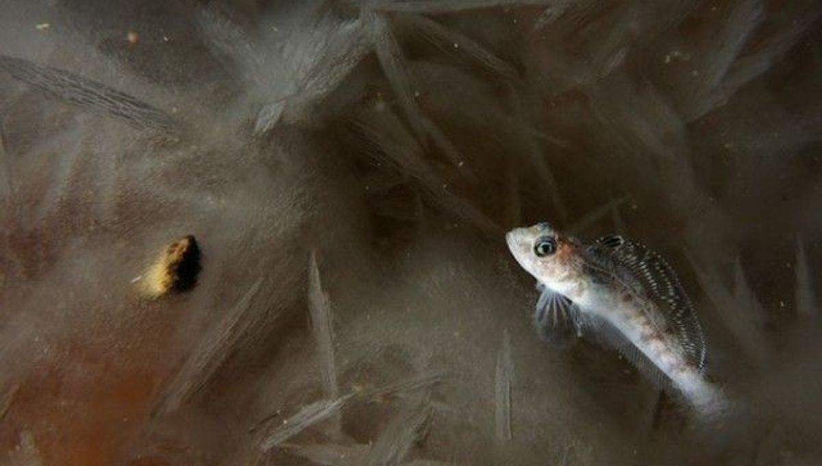Antifreeze in Antarctic Fish Also Causes Ice Crystal Build-Up | IFLScience