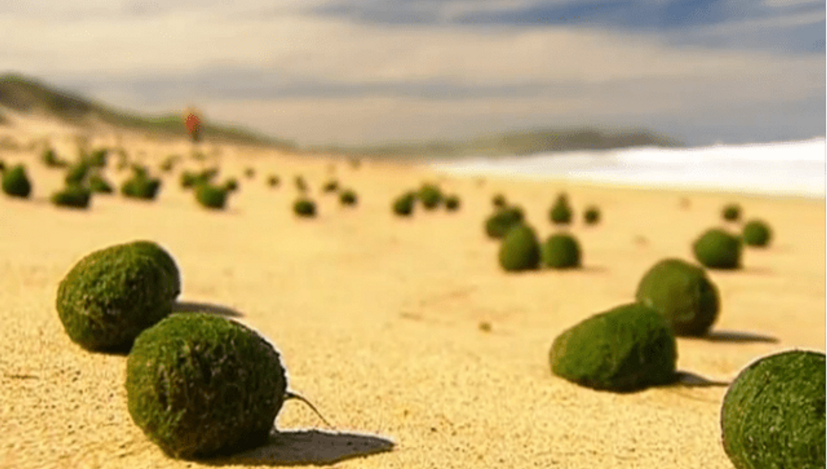 What Are These Odd Green Balls Covering This Australian Beach? | IFLScience