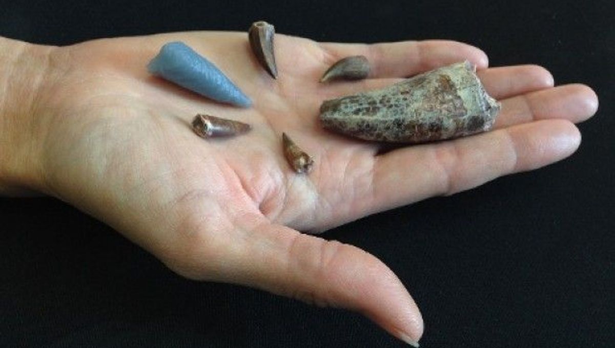 Fossil Clue Found To Epic Ancient Battle Between Huge Predators ...