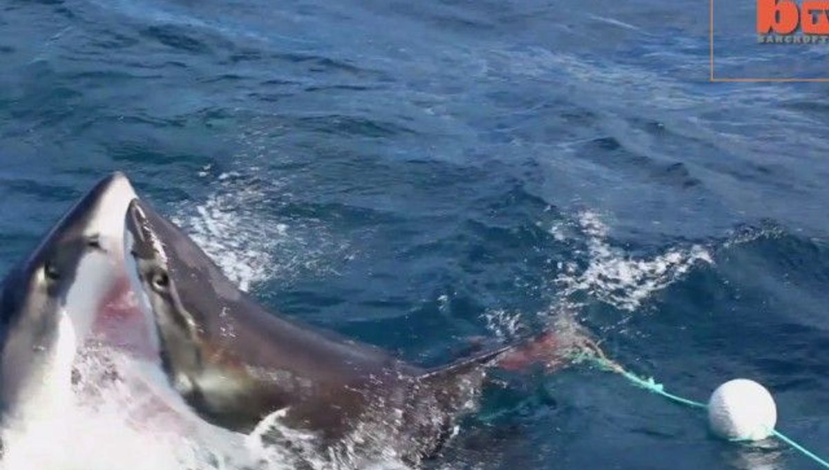 Dramatic Battle Between Great White Sharks Caught On Camera | IFLScience