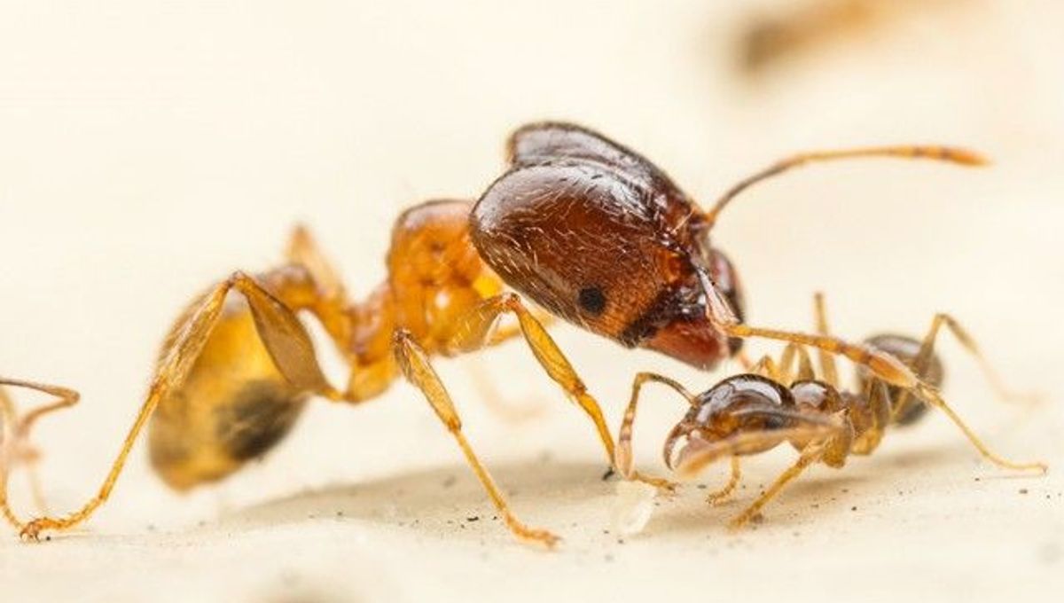 Big-Headed Ants Grow Even Bigger When the Competition is Fierce ...