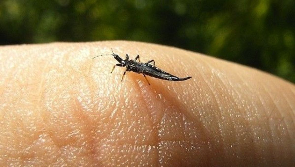 In the Outback, Insects Build Little Houses to Keep From Drying Out ...