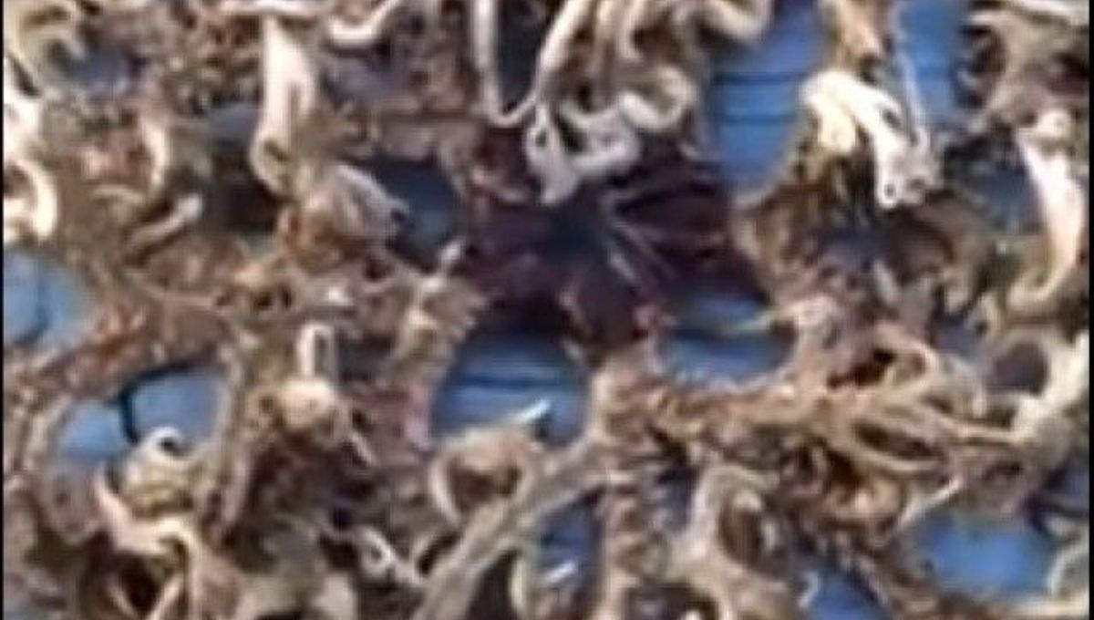 What The Heck Is This Creature? | IFLScience