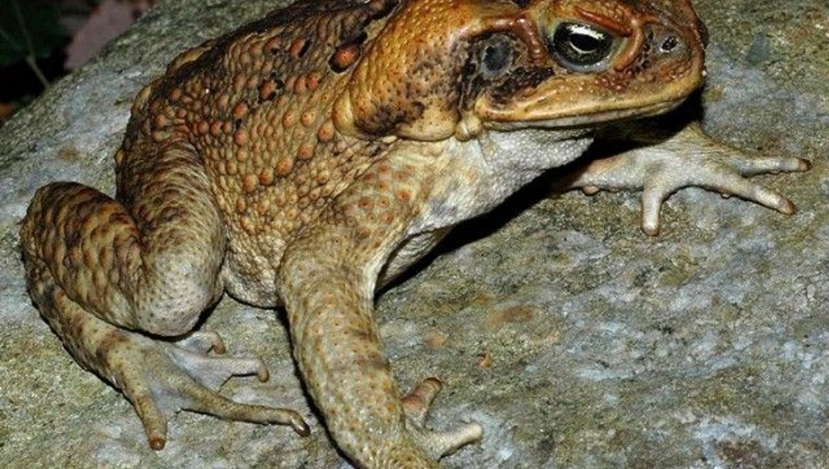 Straight Hopping Toads Gain The Most Ground | IFLScience