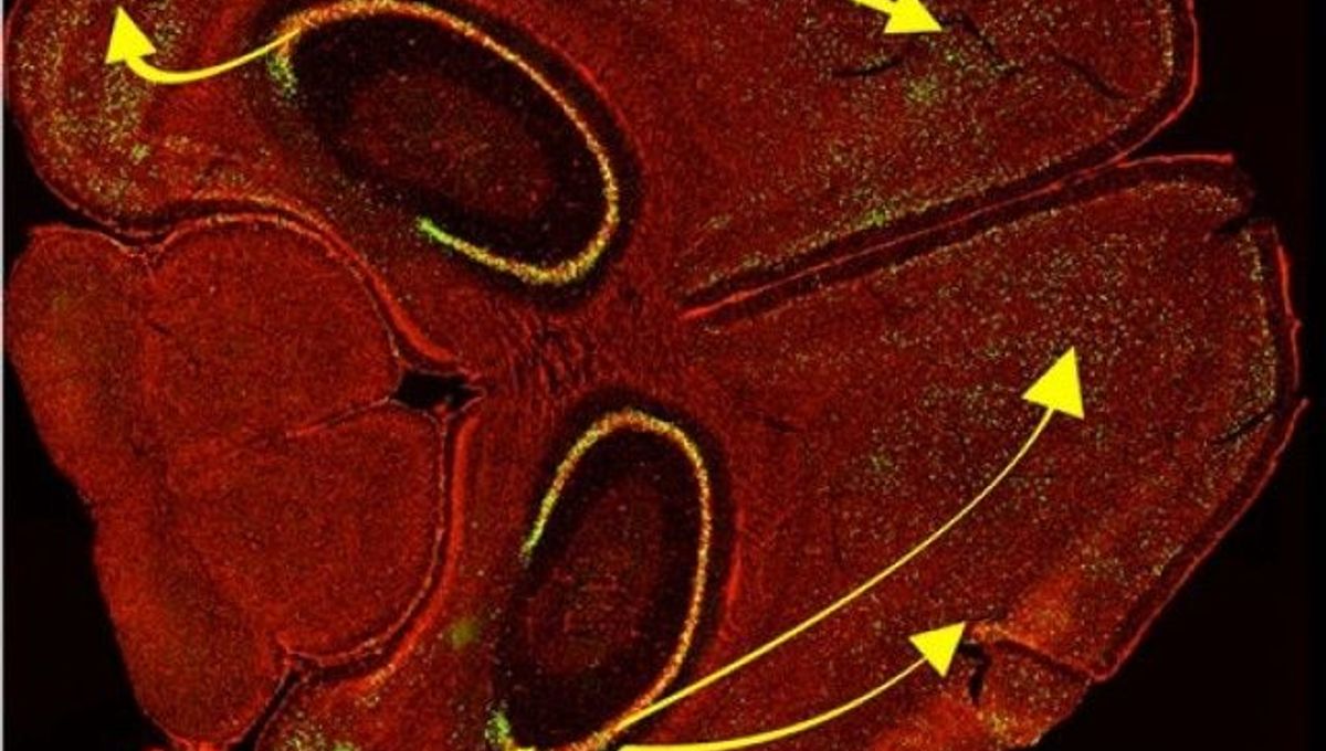 Scientists Erase Memories With Light | IFLScience