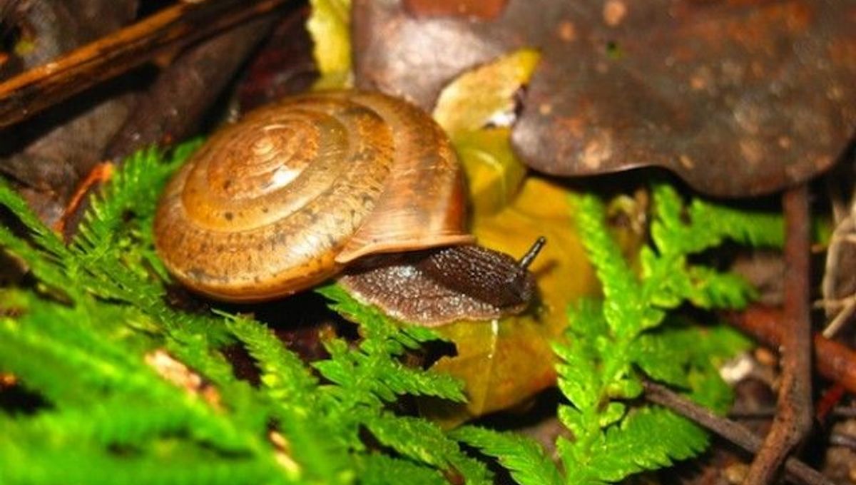 New Species Of Snail Named For Marriage Equality | IFLScience