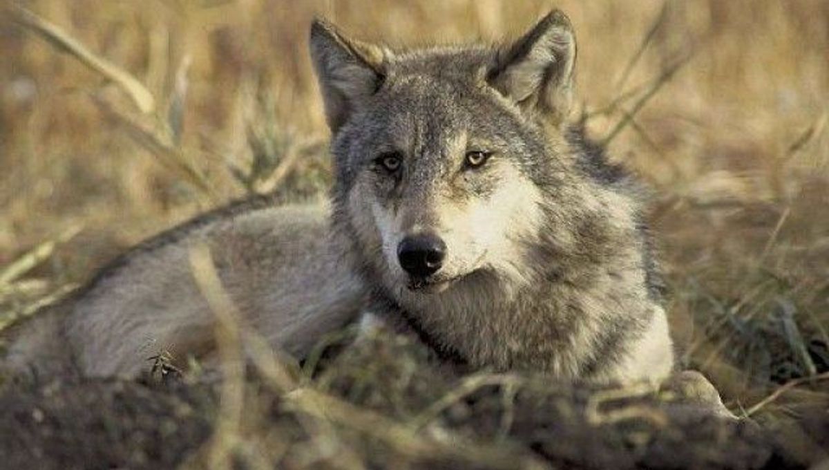 7 Animals Saved From Near-Extinction | IFLScience