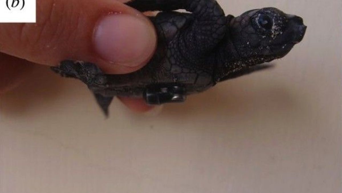 Tiny Tags on Baby Sea Turtles Detail Elusive “Swimming Frenzy” Period ...