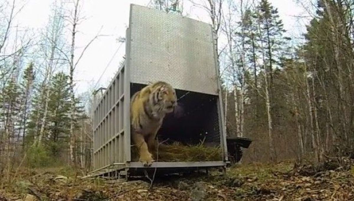 First Taste Of Freedom For 6 Overjoyed Animals Caught On Film | IFLScience