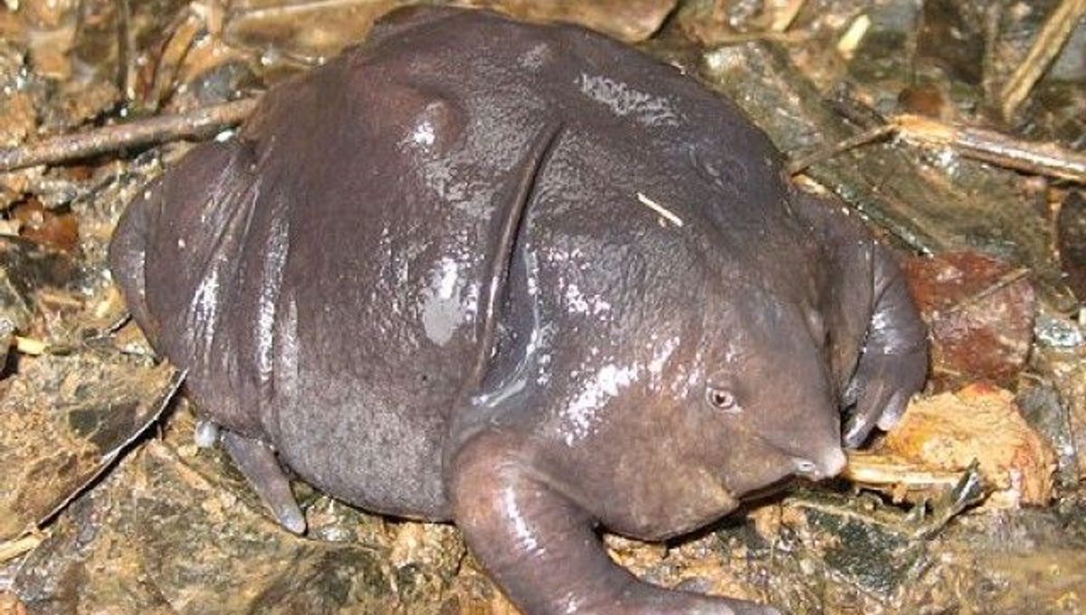 Here's What It Looks Like When Evolution Gets Weird | IFLScience