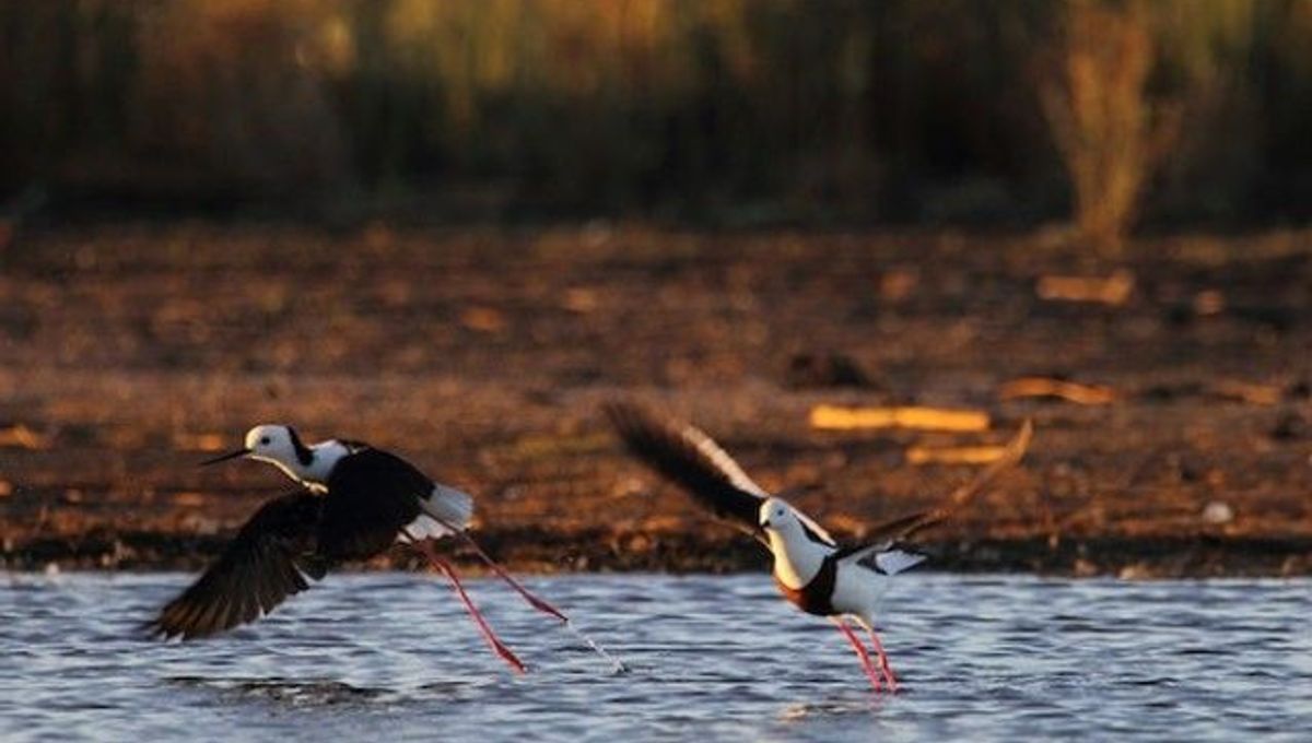 Extreme Nomadic Waterbirds Fly 2,000 Kilometers to Find Desert Lakes ...