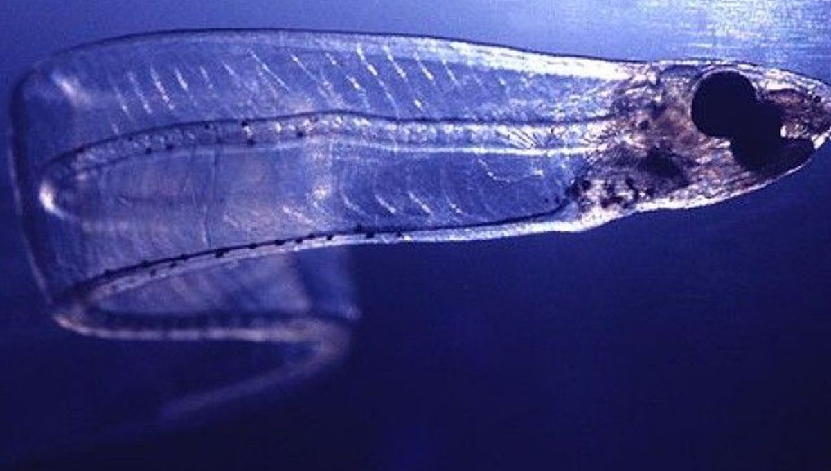 What Is This Bizarre See-Through Creature? | IFLScience
