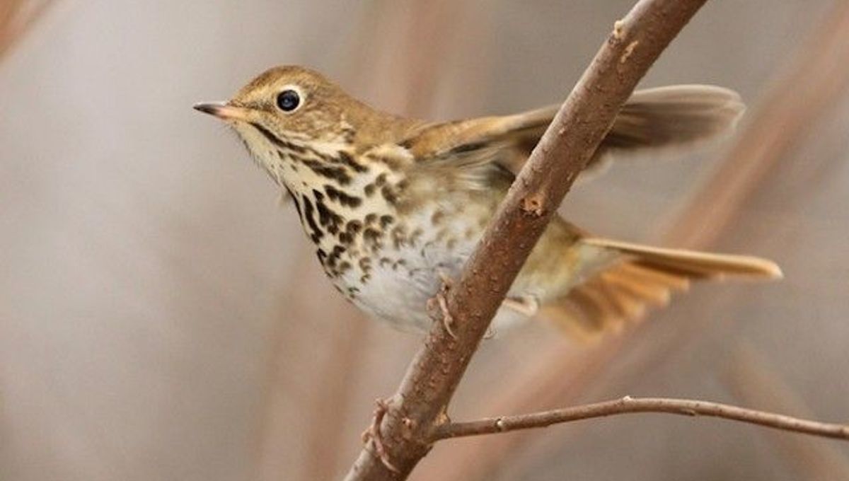 Songbirds Share Our Musical Scales | IFLScience