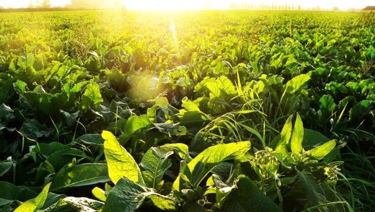 Scientists Discover How Plant Sunscreen Works | IFLScience