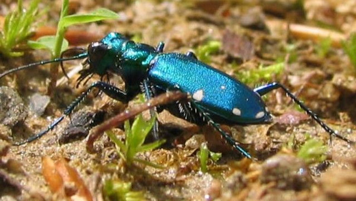 Beetle Runs Faster Than Sight | IFLScience