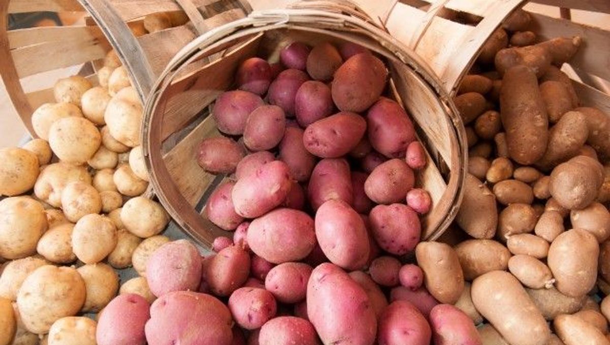 GM Potatoes With Health Benefits Approved By USDA | IFLScience