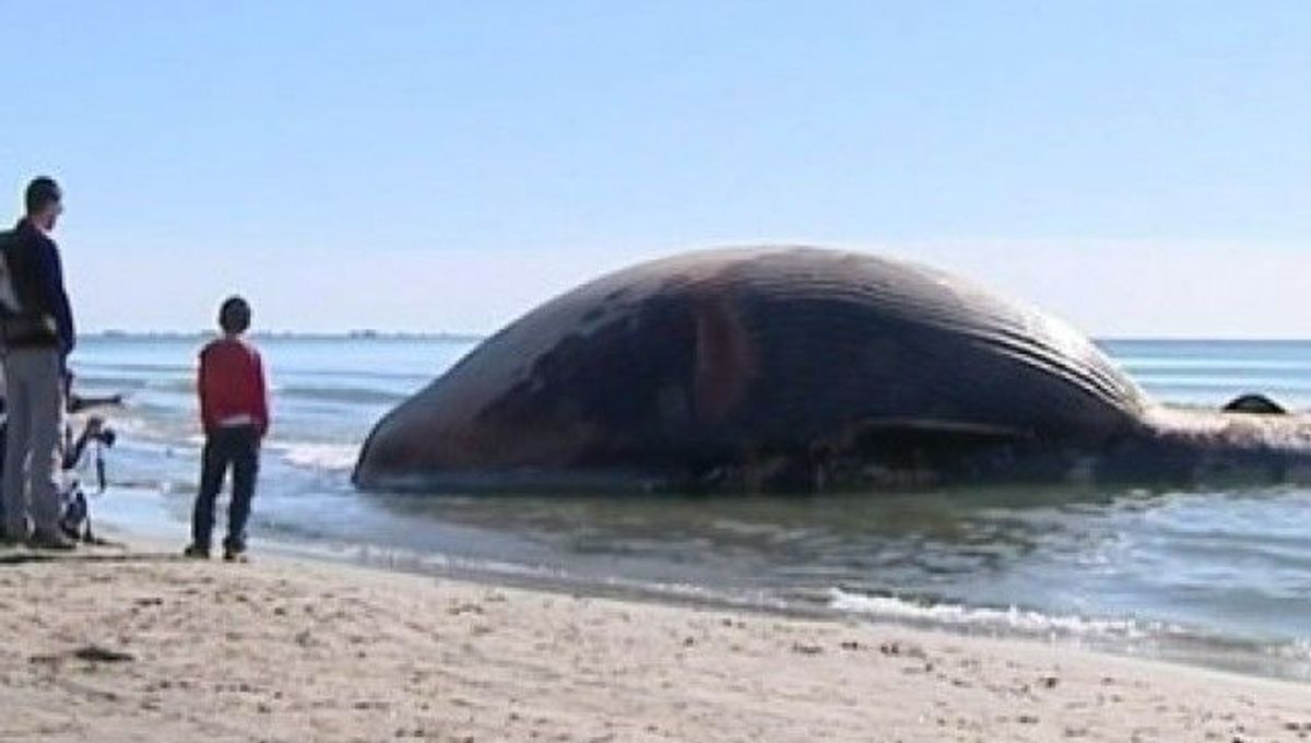 Authorities In France Contemplate Dynamiting A Dead Whale Over Fears It ...