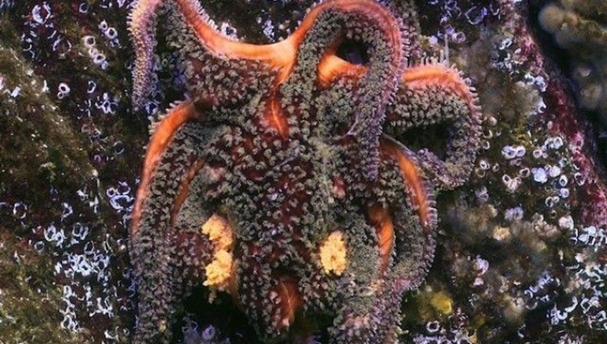 Mystery Illness That "Melts" Starfish Identified | IFLScience