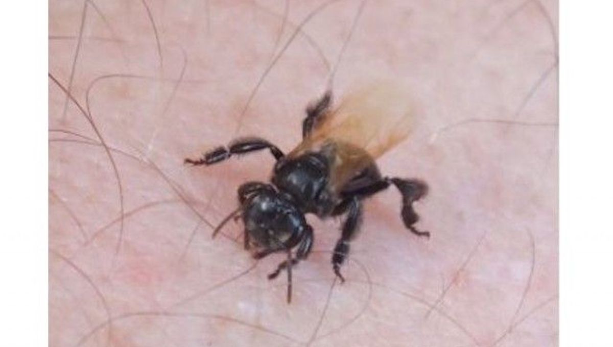 Suicidal Bee With No Stinger Bites Down Until It Dies | IFLScience