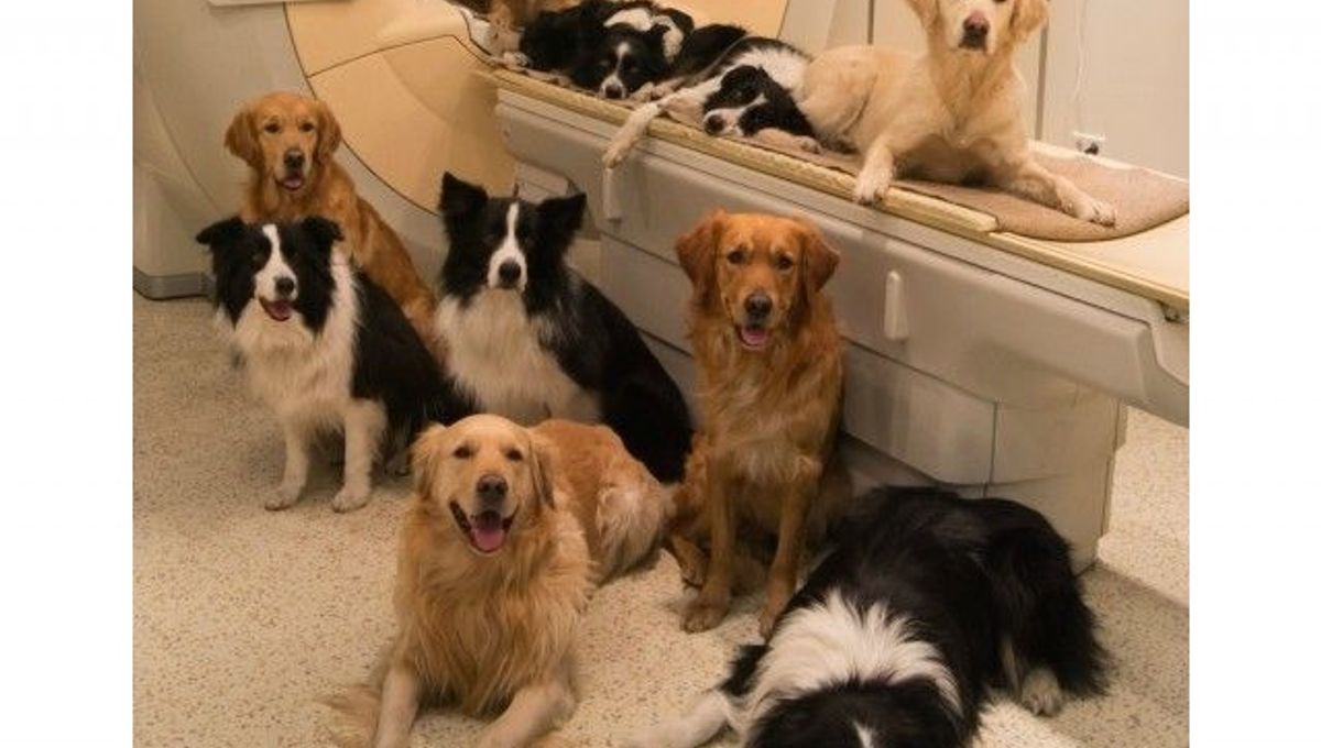 Brain Scans Reveal How Your Dog Really Feels | IFLScience