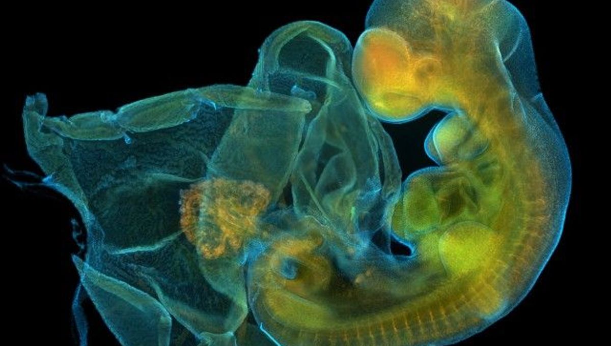 Miniature Spinal Cords Grown In The Lab | IFLScience