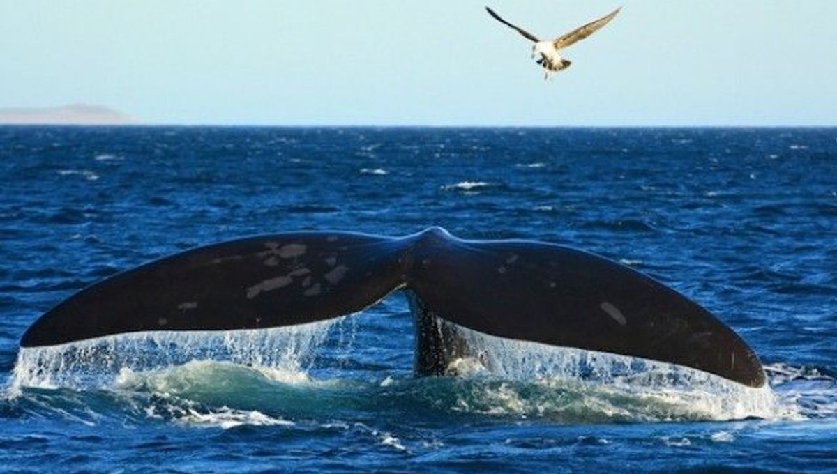 How Whales Avoid Being Flayed Alive by Gulls | IFLScience